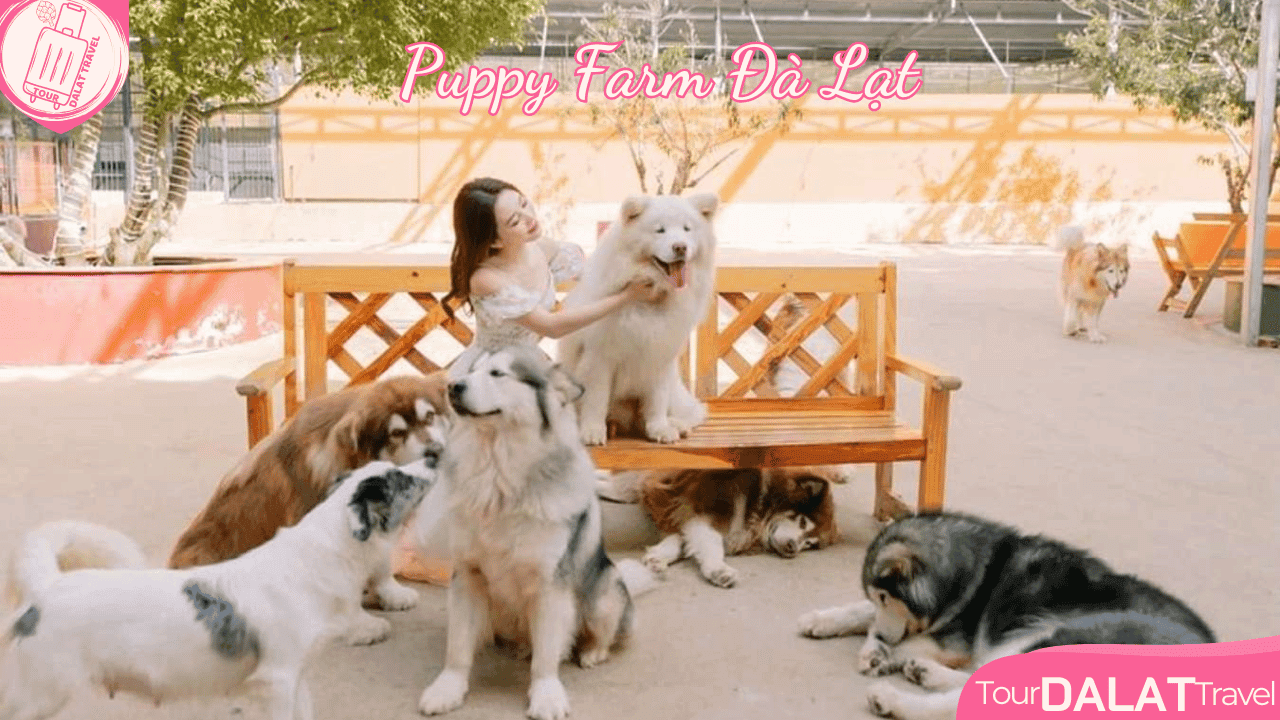 Puppy Farm Đà Lạt: Nông trại cún siêu dễ thương & kinh nghiệm tham quan